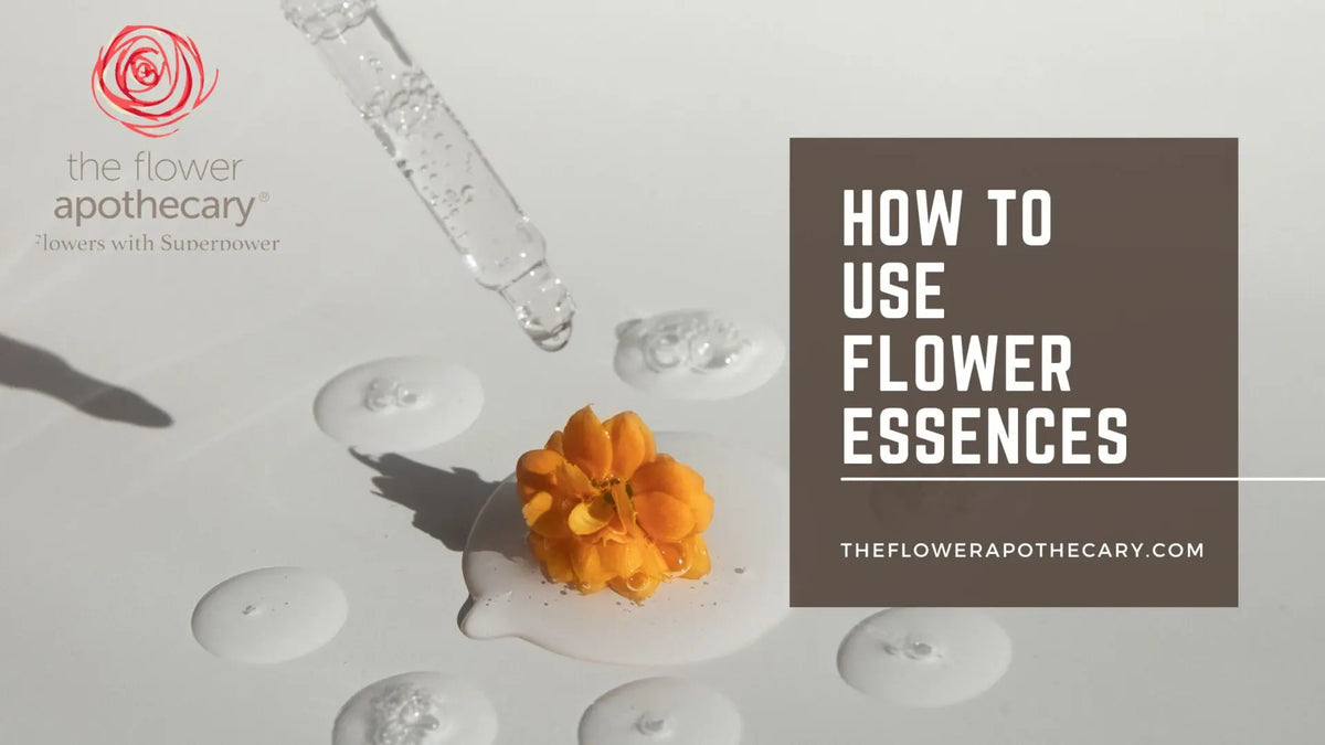 How To Use Flower Essences? – The Flower Apothecary
